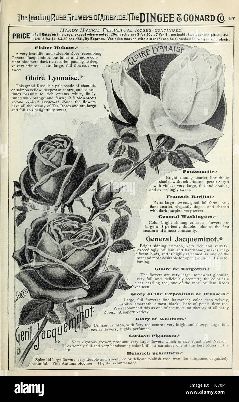 This guide provides comprehensive instructions for cultivating roses ...