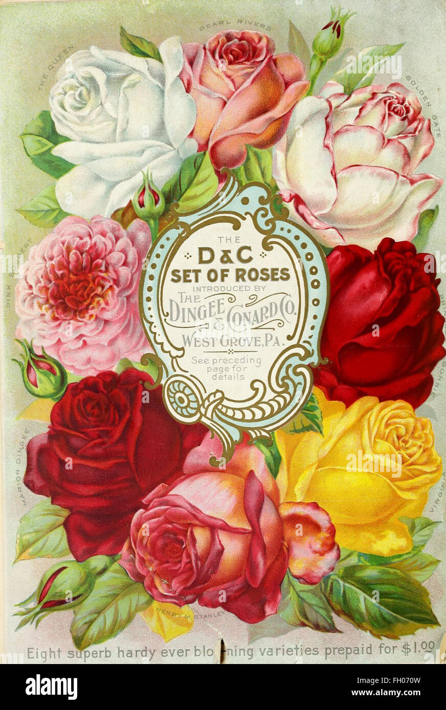 Rose culture roses u s department of agriculture hi-res stock ...