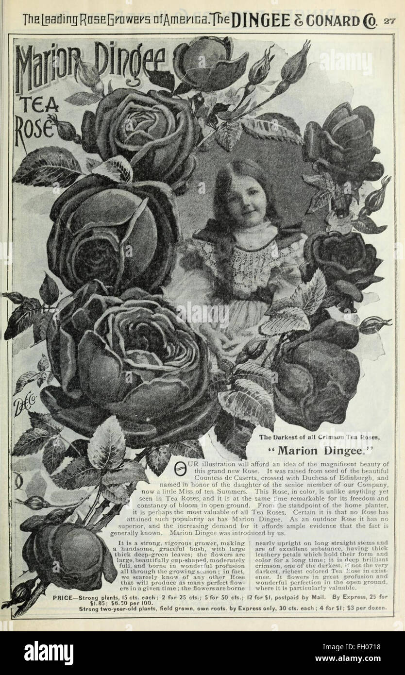 Our new guide to rose culture Stock Photo - Alamy