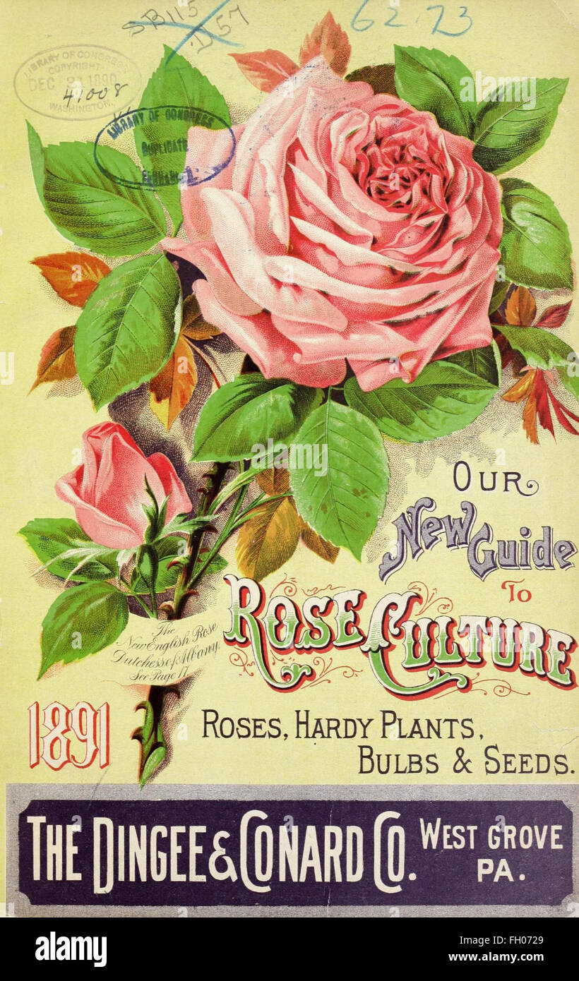 Our new guide to rose culture Stock Photo - Alamy