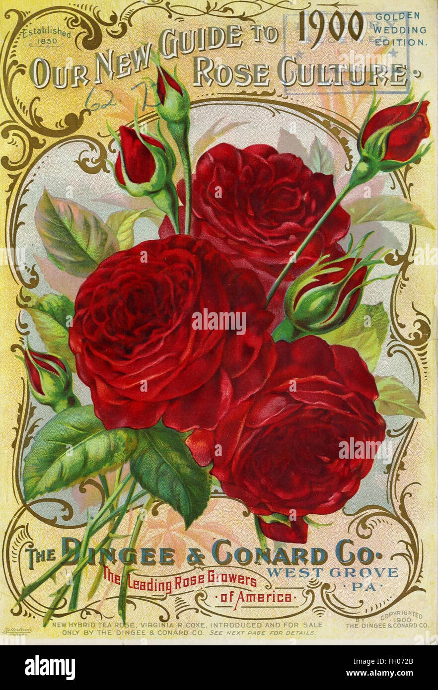 Our new guide to rose culture Stock Photo - Alamy