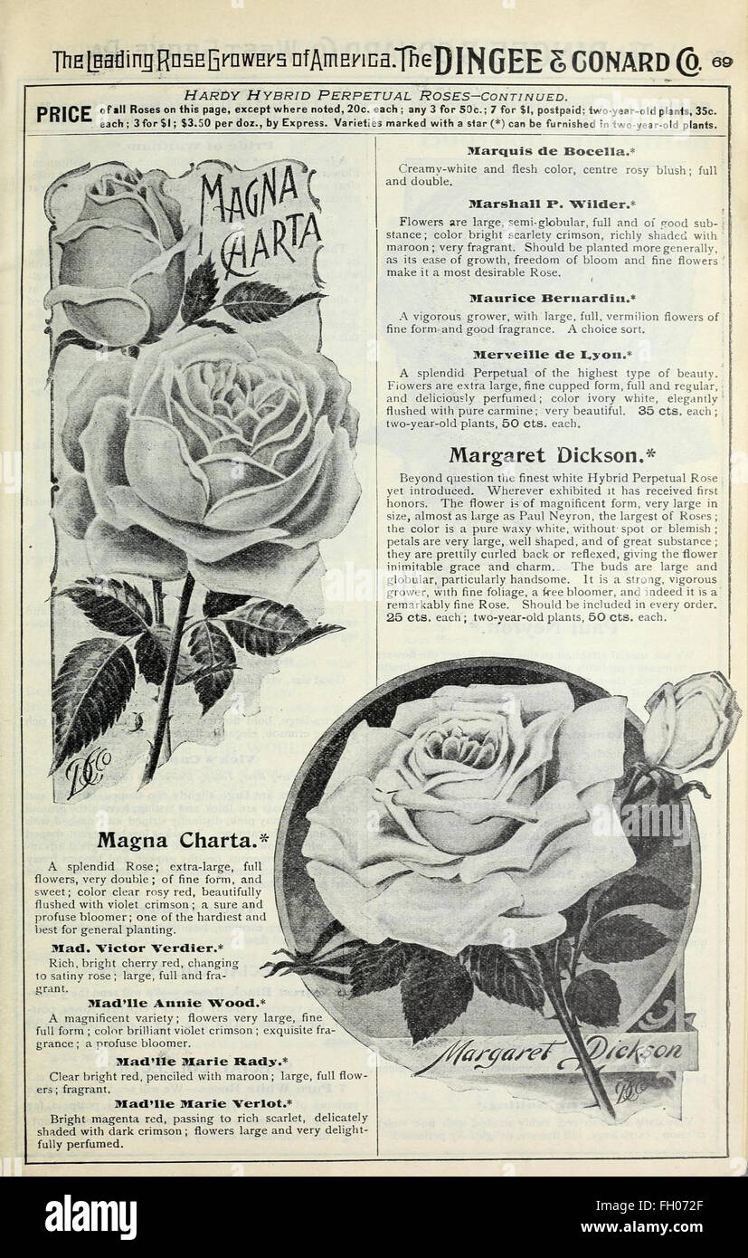 A practical guide to the cultivation of roses, offering advice on care ...