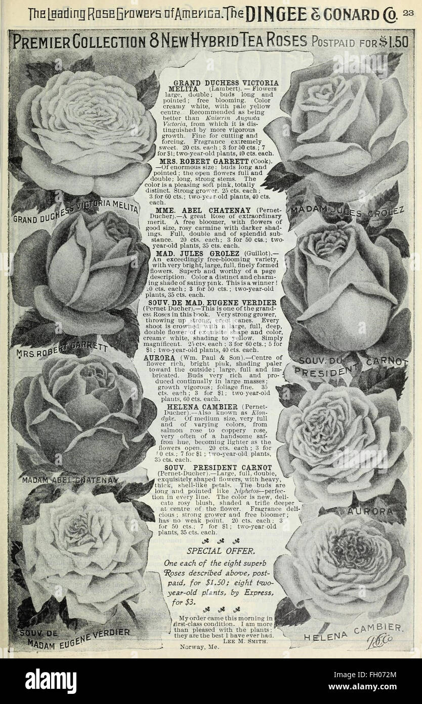 Rose culture roses u s department of agriculture hi-res stock ...