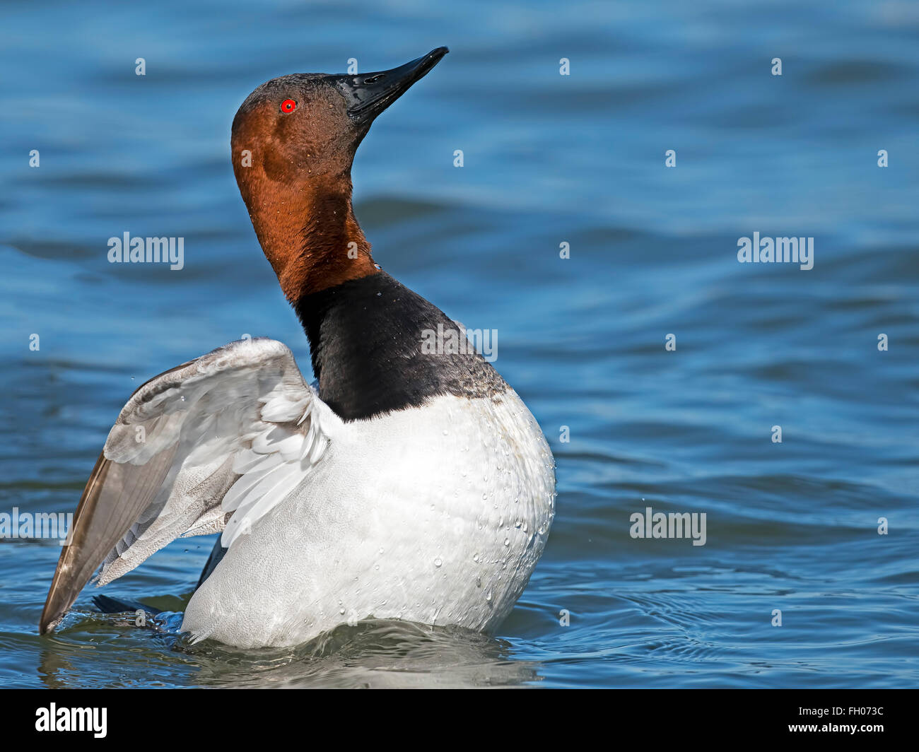 Canvasback Duck