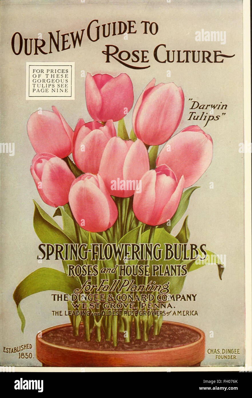 Our new guide to rose culture Stock Photo - Alamy