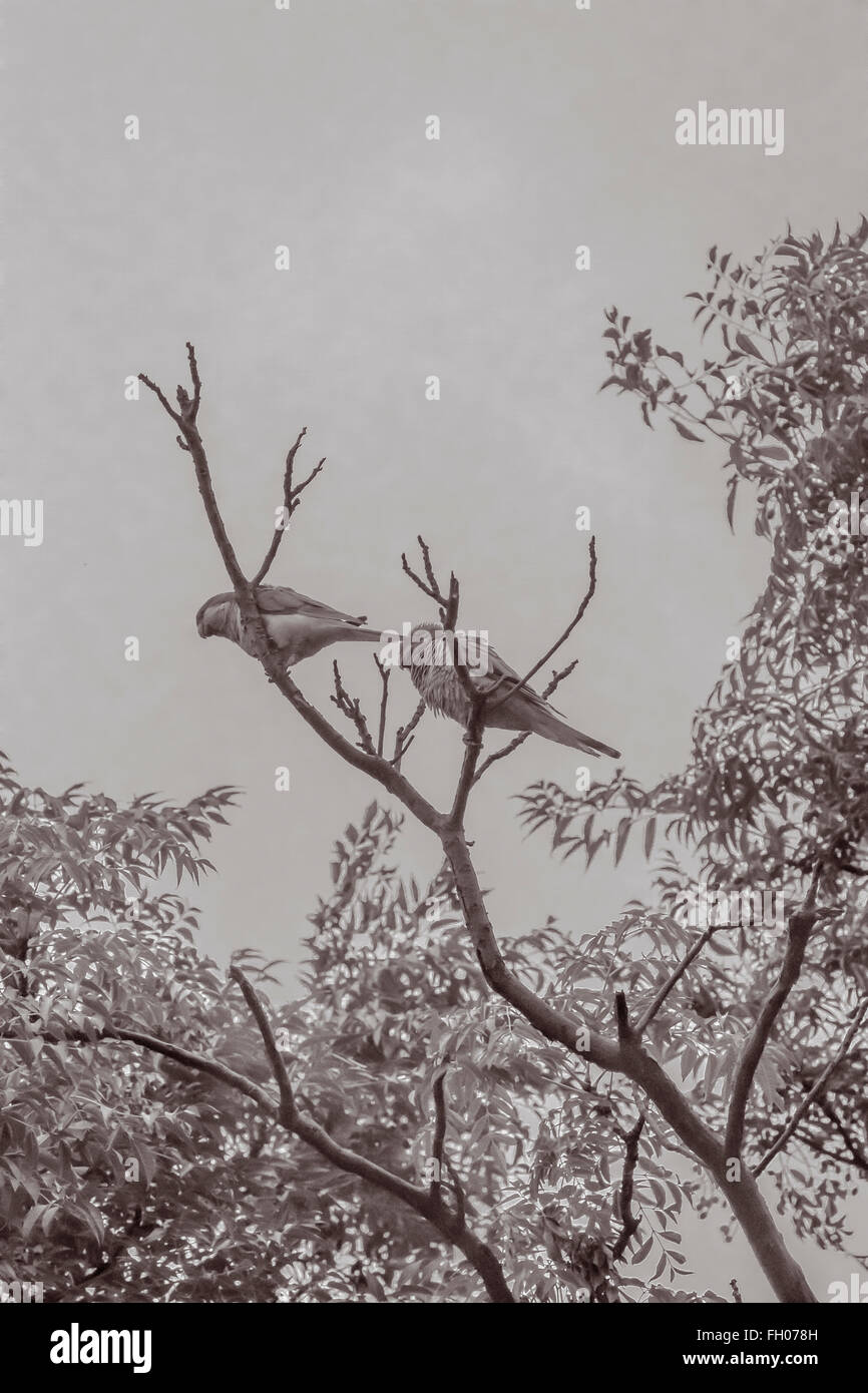 Pale magenta digital color edited photo of a couple of little parrots ...