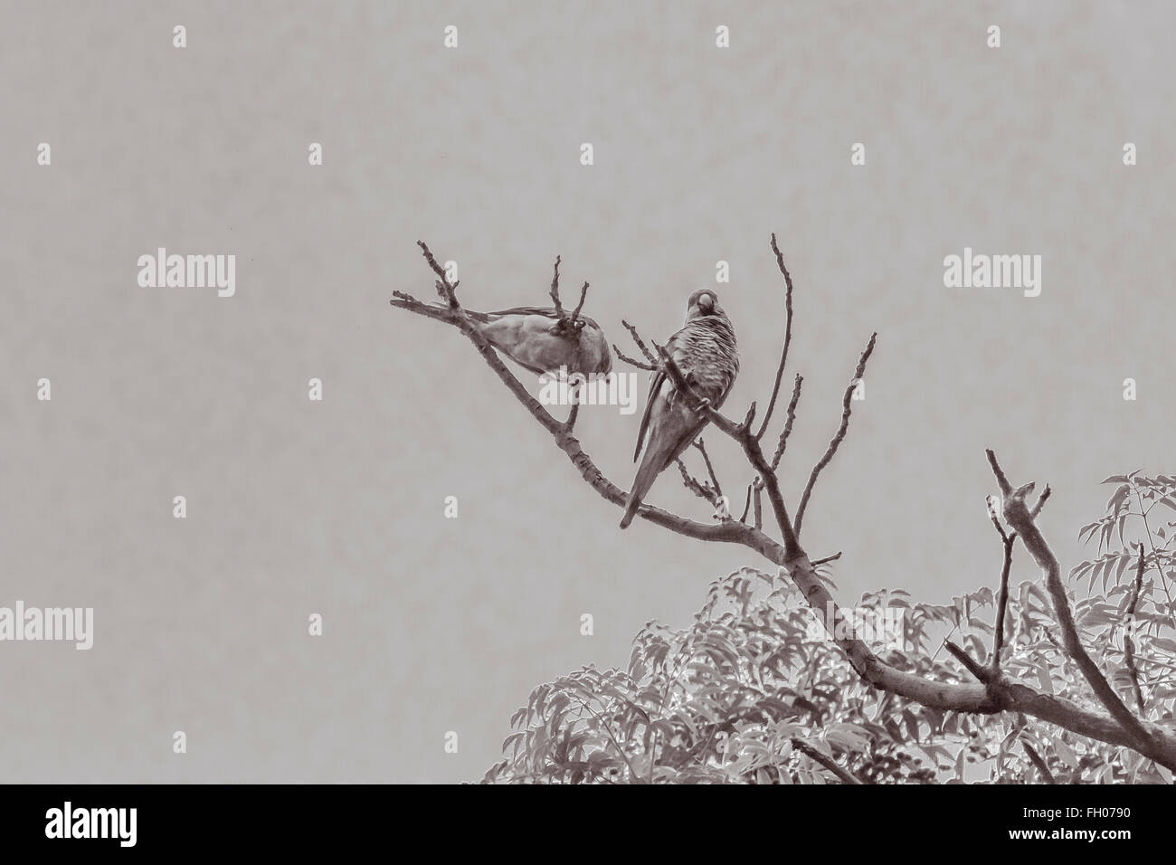 Pale magenta digital color edited photo of a couple of little parrots ...