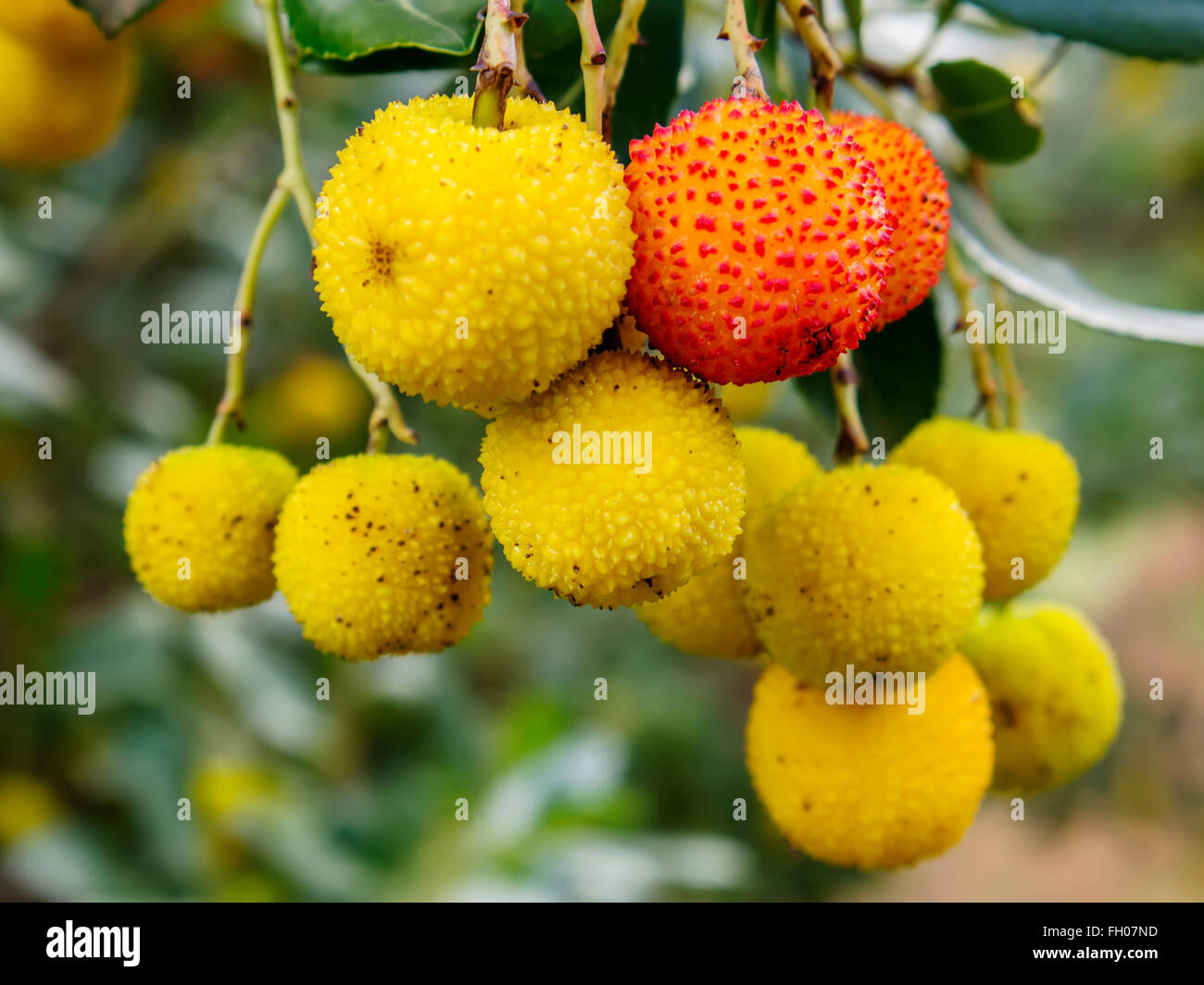 Madrone hi-res stock photography and images - Alamy