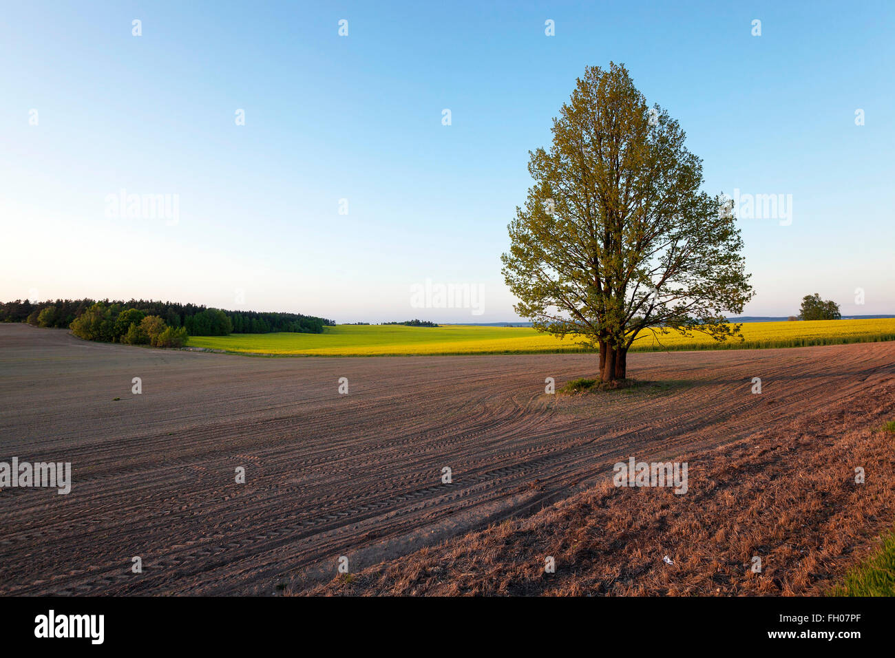 tree in the field Stock Photo - Alamy