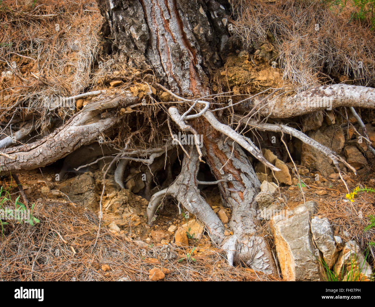 Eroded tree roots hi-res stock photography and images - Alamy