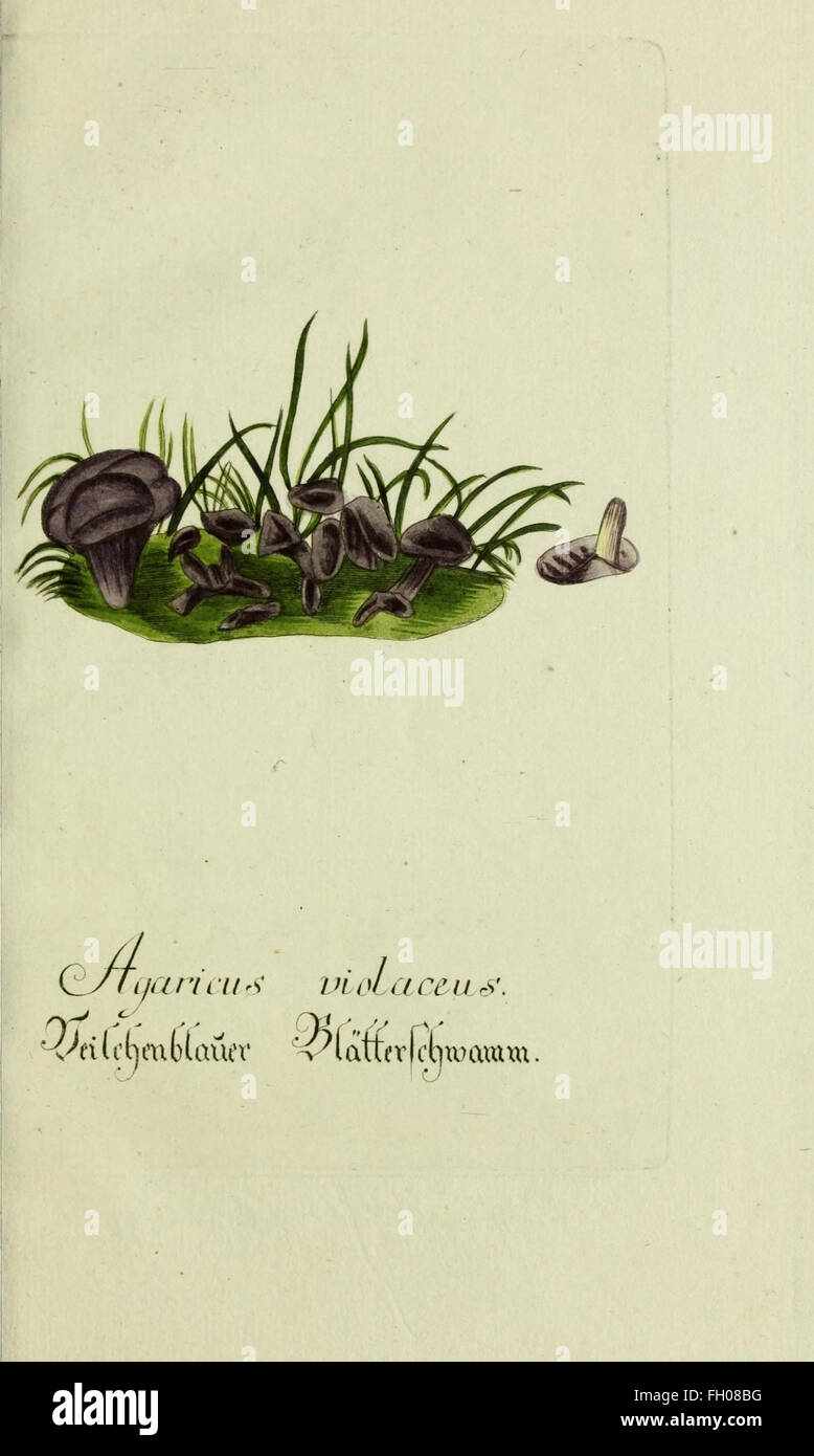 This botanical book features detailed, hand-painted illustrations of ...