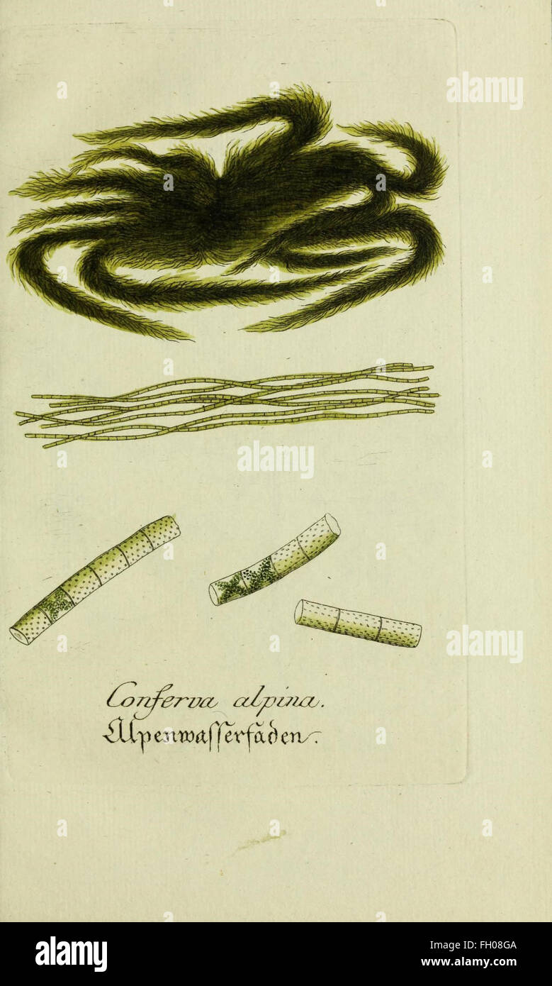 Botanical collection indigenous exotic hi-res stock photography and ...