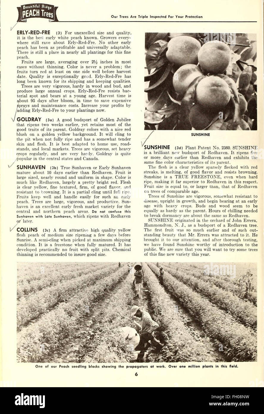 A detailed guide providing essential information on the best practices ...