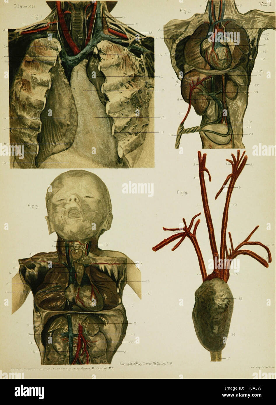 Regional anatomy hi-res stock photography and images - Alamy