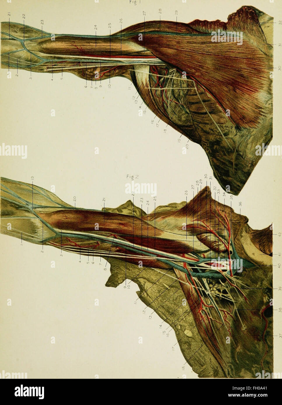 Regional anatomy hi-res stock photography and images - Alamy