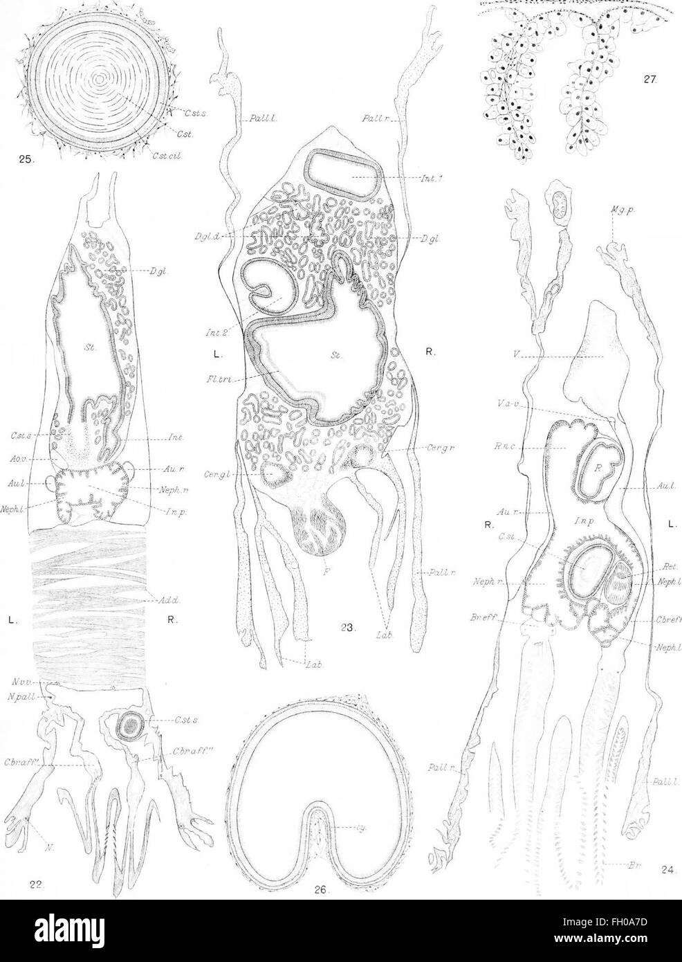 Report to the government of Baroda on the marine zoology of Okhamandal ...