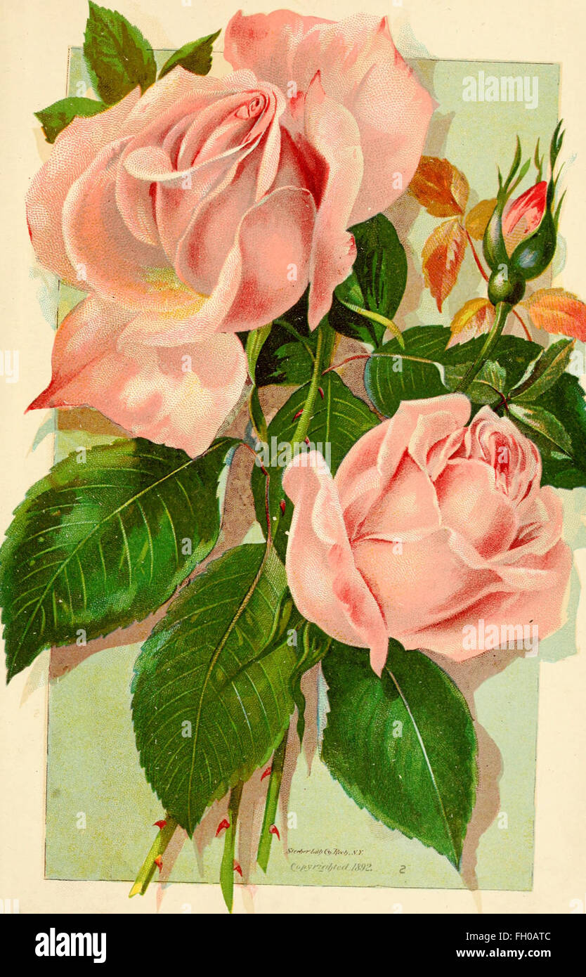 Roses and rose culture (1892 Stock Photo - Alamy