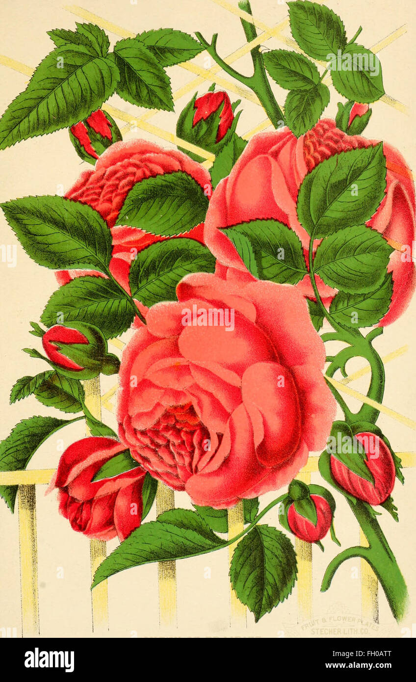 Roses and rose culture (1892 Stock Photo - Alamy