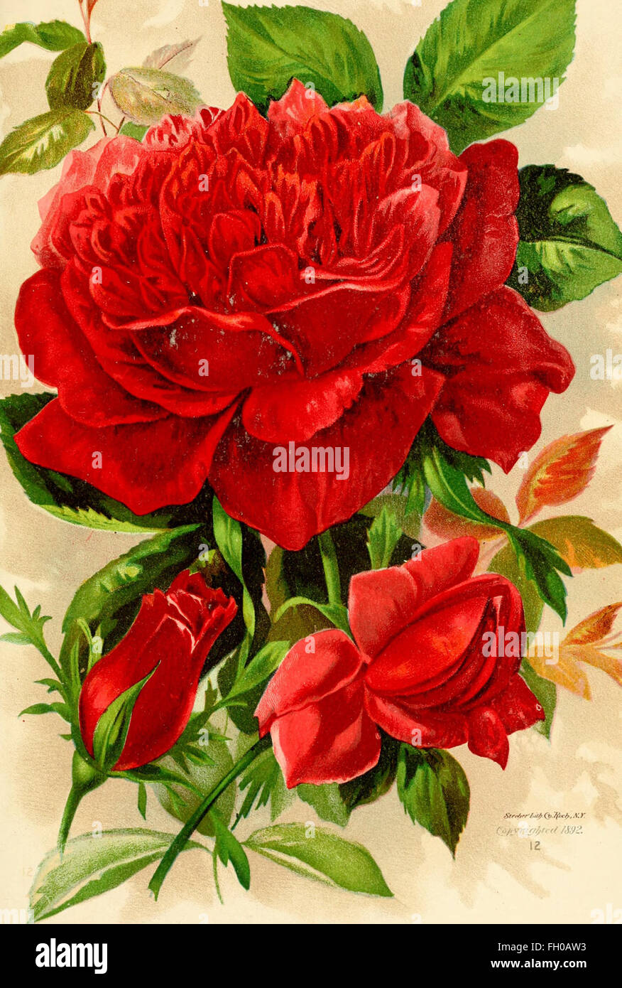 Roses and rose culture (1892 Stock Photo - Alamy