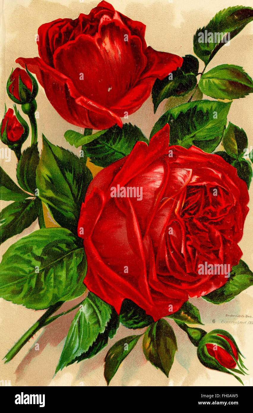 Roses and rose culture (1892 Stock Photo - Alamy