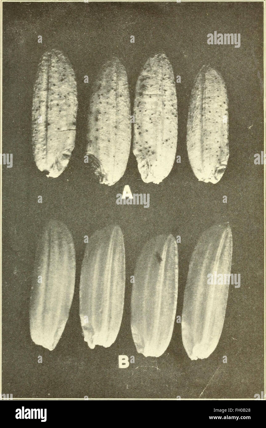 Seed blight rice hi-res stock photography and images - Alamy