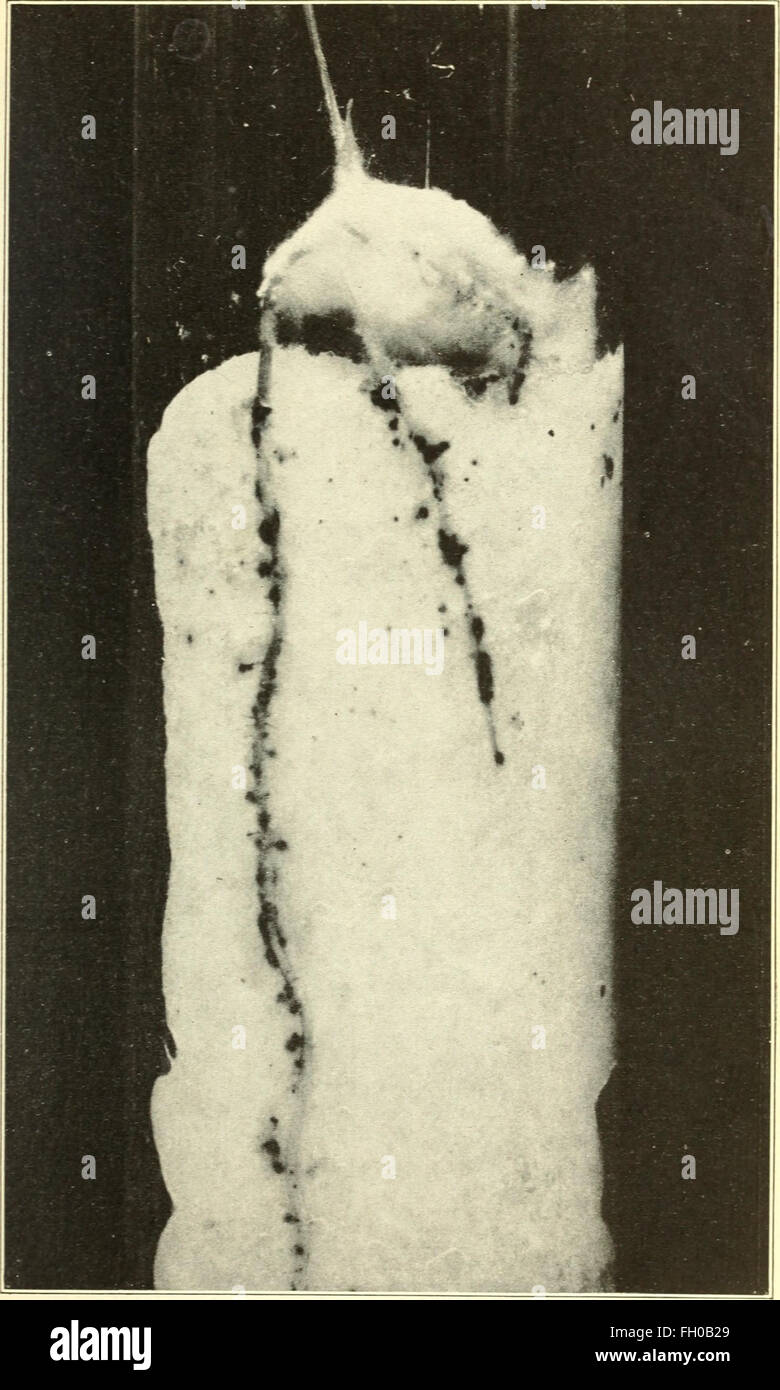 Seed blight rice hi-res stock photography and images - Alamy