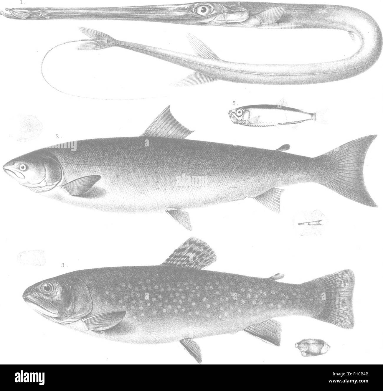 A history of the fishes of Massachusetts (1867 Stock Photo - Alamy