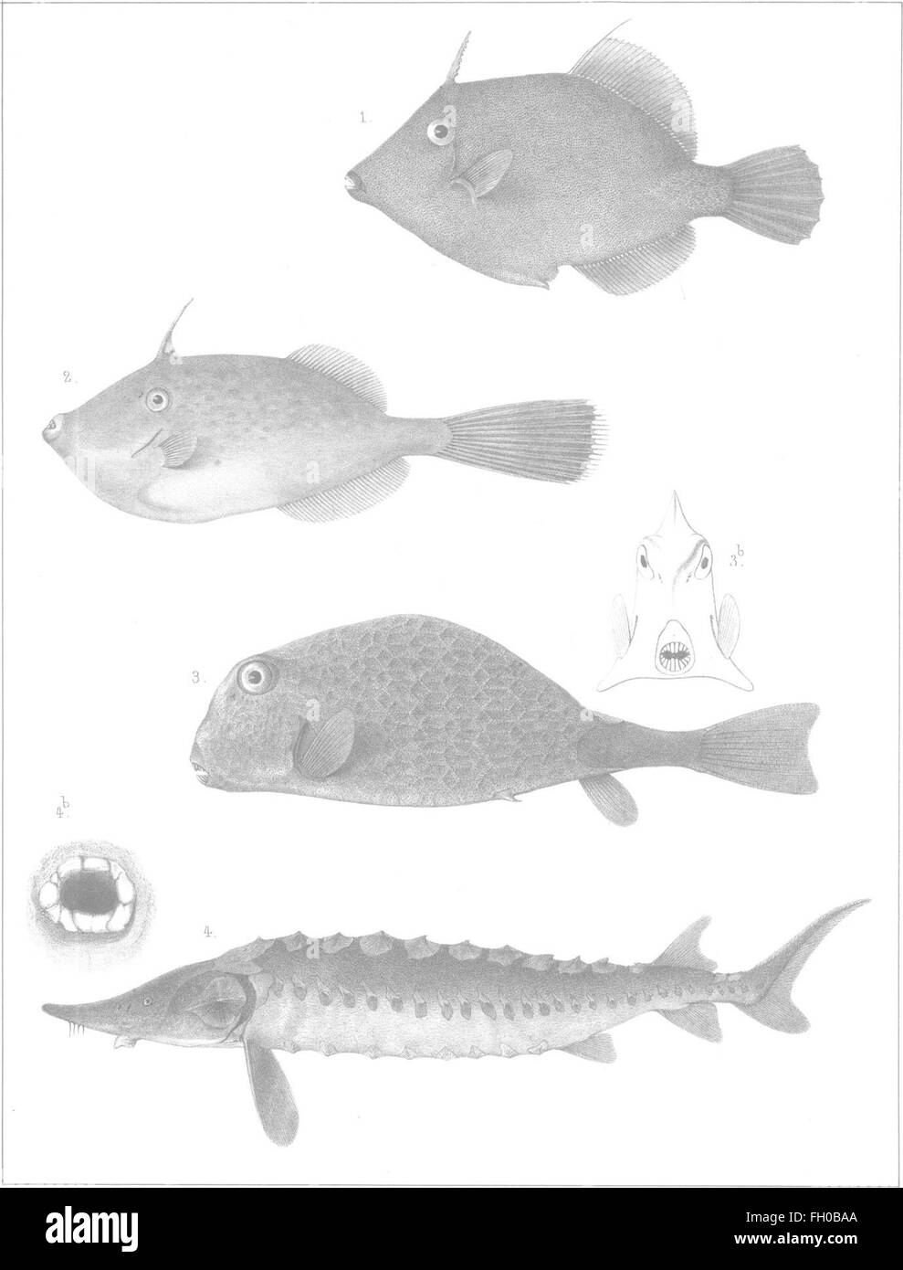 A History of the Fishes of Massachusetts (1867) is a comprehensive work ...