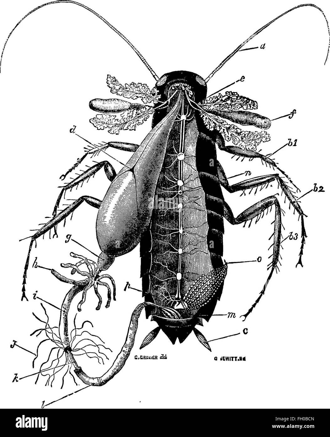 This 1895 manual provides an in-depth study of insects, with detailed ...