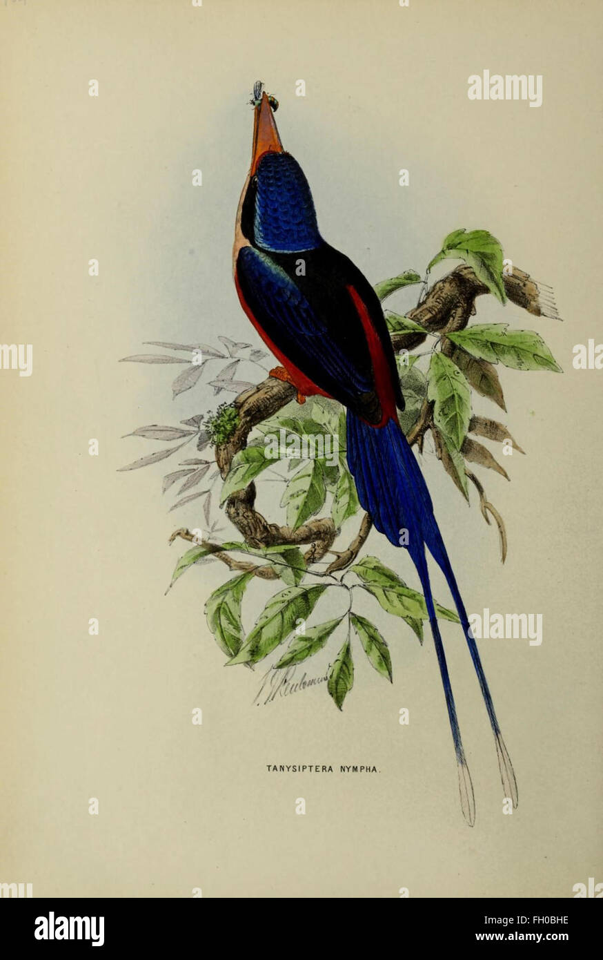 A detailed study on the Alcedinidae family, focusing on the ...