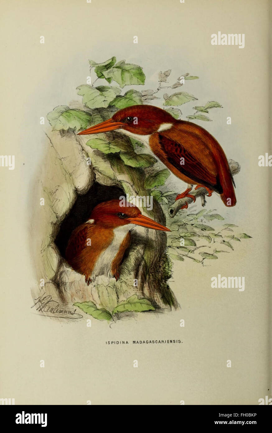 A monograph of the Alcedinidae Stock Photo - Alamy