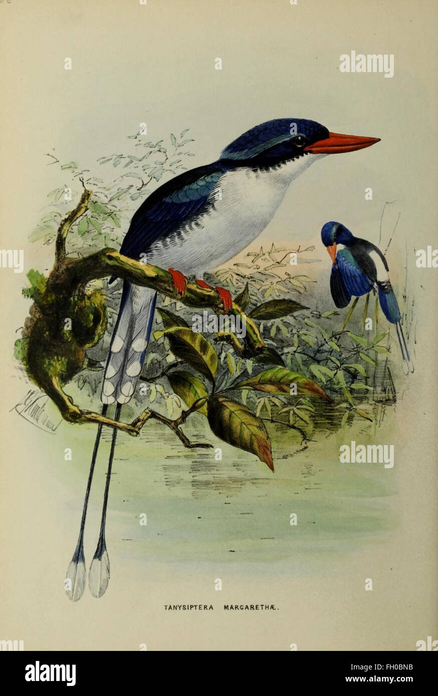 'A Monograph of the Alcedinidae' is an in-depth study of the kingfisher ...