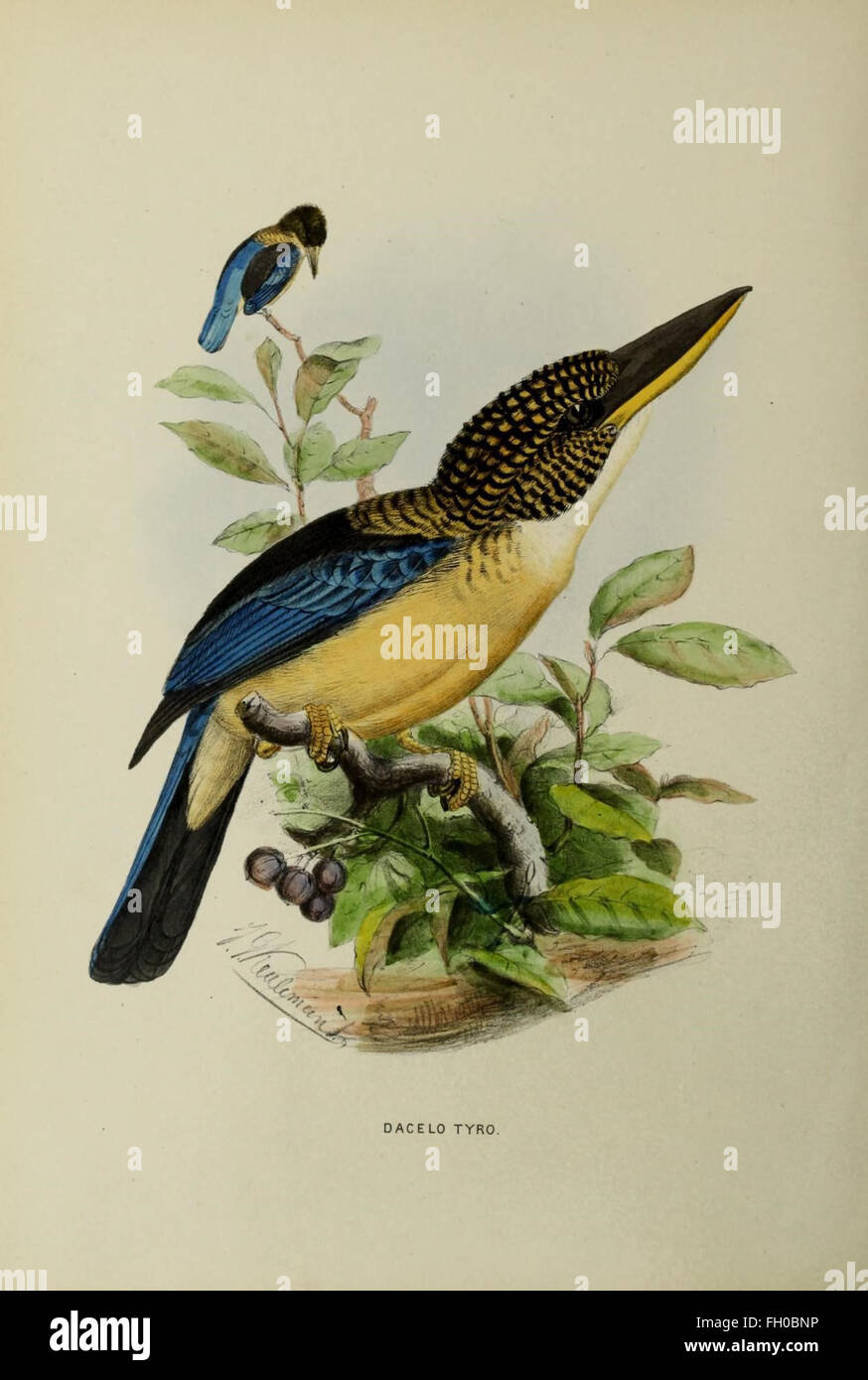 This scientific work presents a detailed study of the Alcedinidae ...