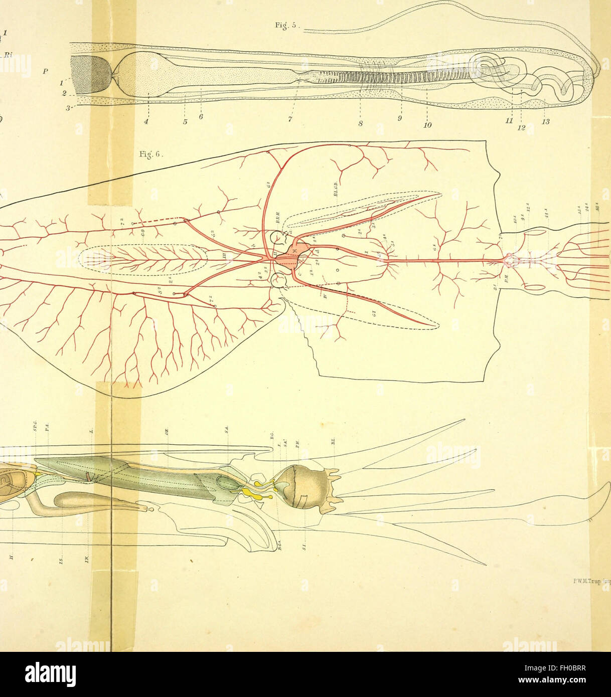 Common squid anatomy hi-res stock photography and images - Alamy