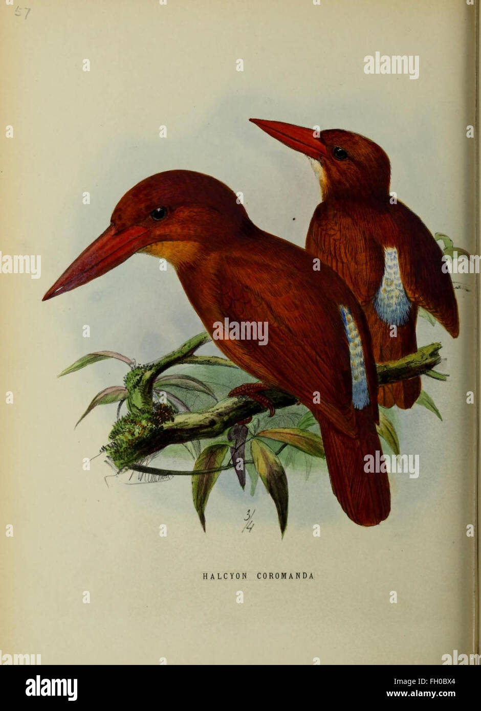 This monograph presents a comprehensive study of the Alcedinidae family ...