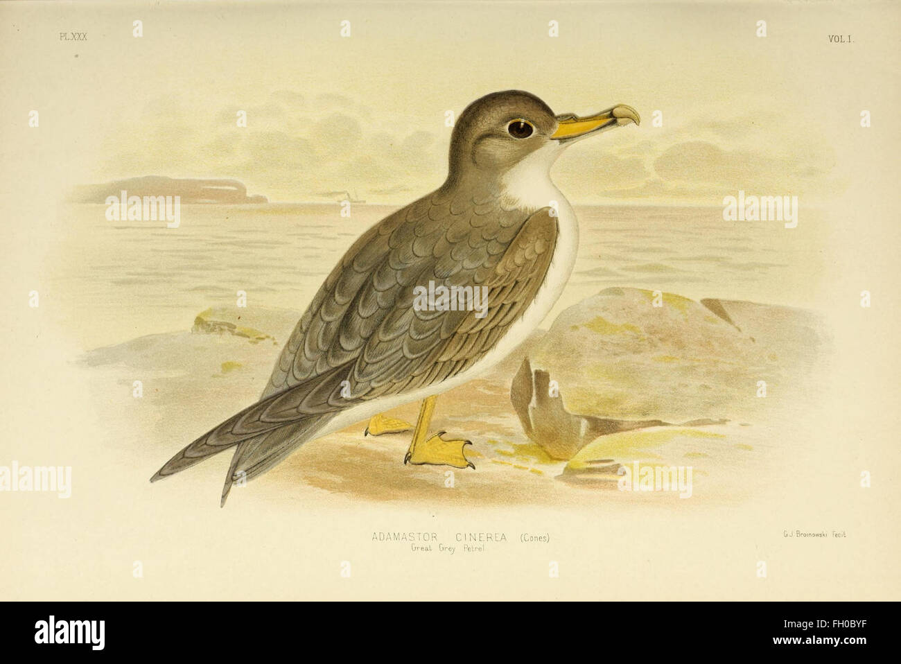 A detailed guide to the bird species native to Australia, including ...