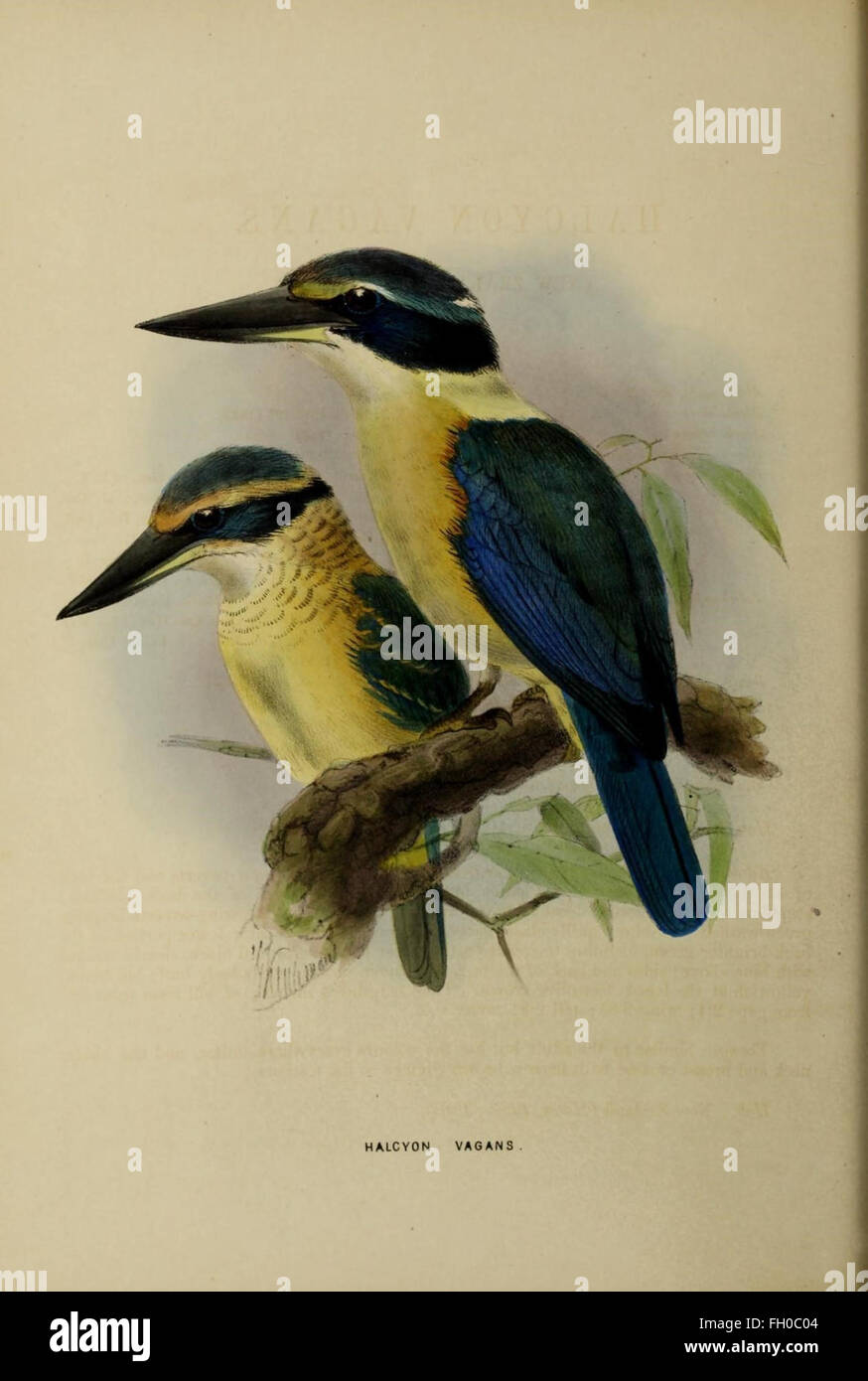 A detailed study of the Alcedinidae family, focusing on kingfishers ...