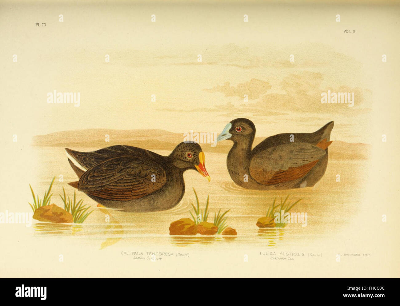 This work offers a detailed guide to the birds of Australia, focusing ...