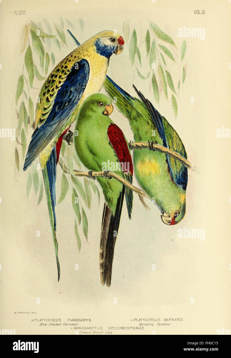 A comprehensive guide to the bird species of Australia, detailing their ...