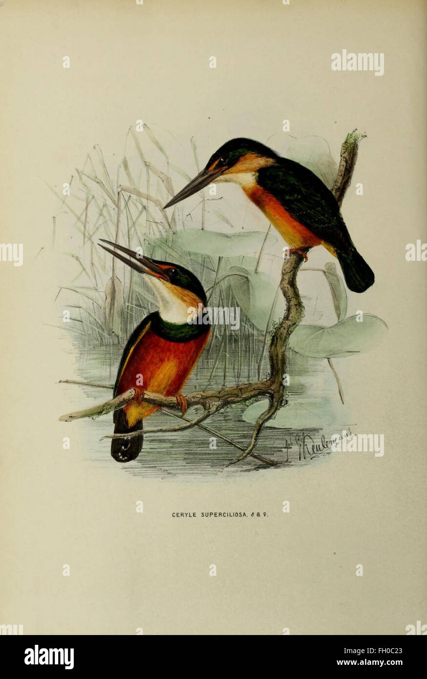 A monograph of the Alcedinidae Stock Photo - Alamy
