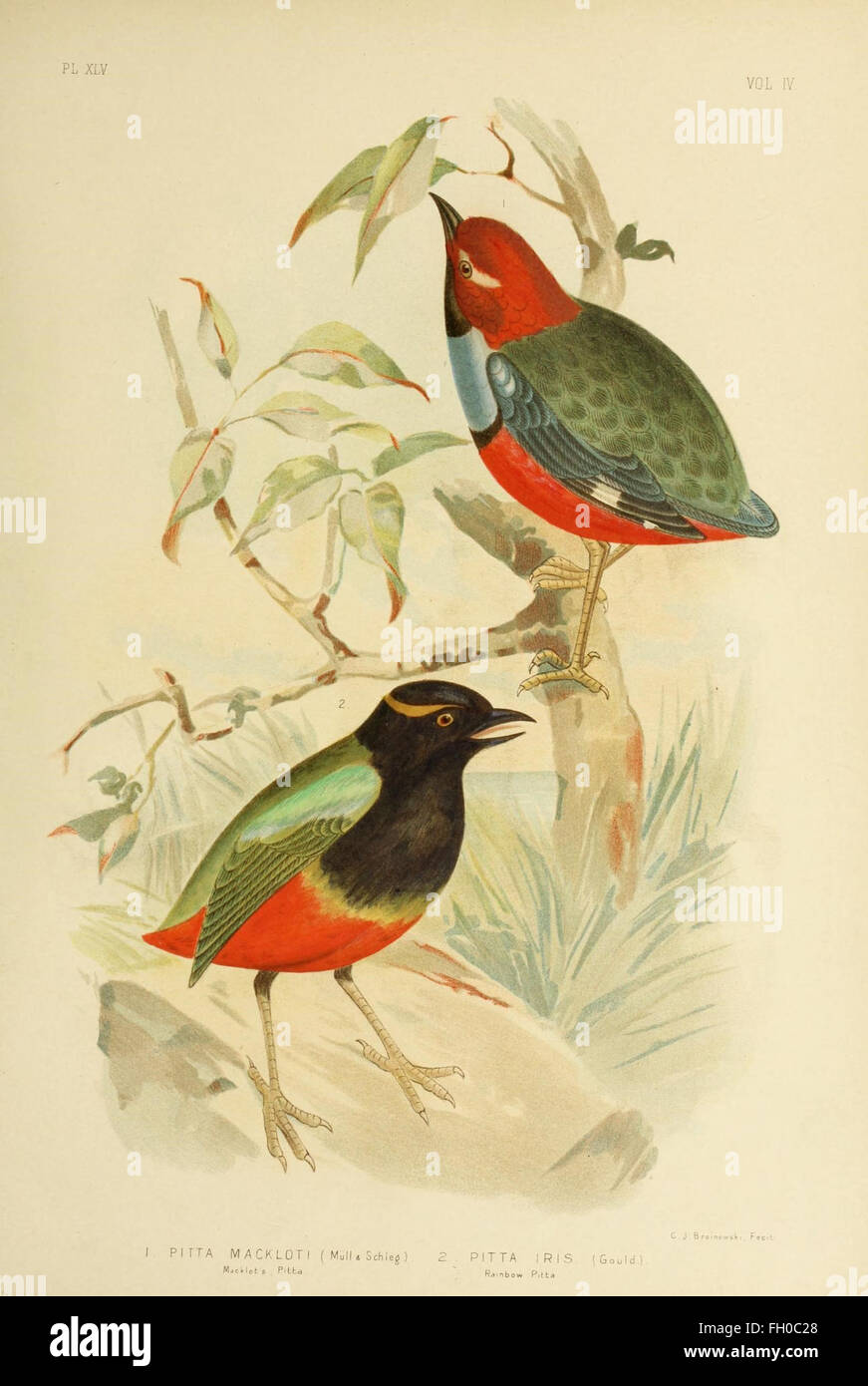 This book offers a comprehensive overview of the bird species native to ...