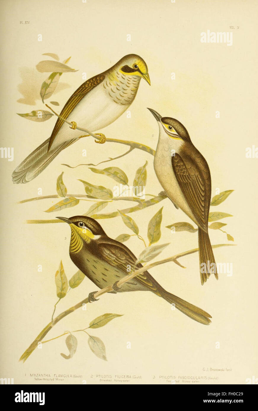 This comprehensive guide provides a detailed account of Australian bird ...