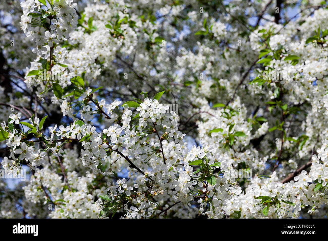 cherry blossoms , spring Stock Photo - Alamy