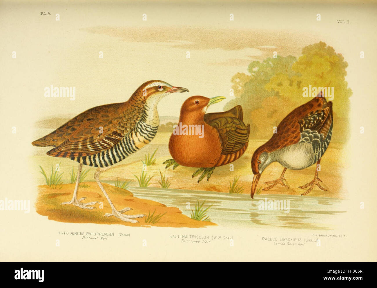 A comprehensive guide to the bird species of Australia, documenting ...