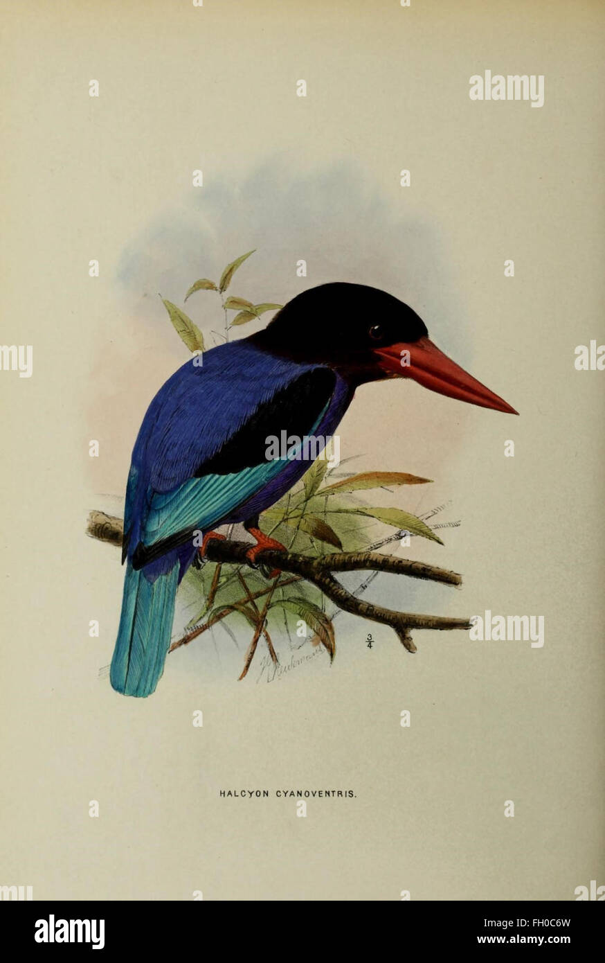 This monograph provides a comprehensive study of the Alcedinidae family ...