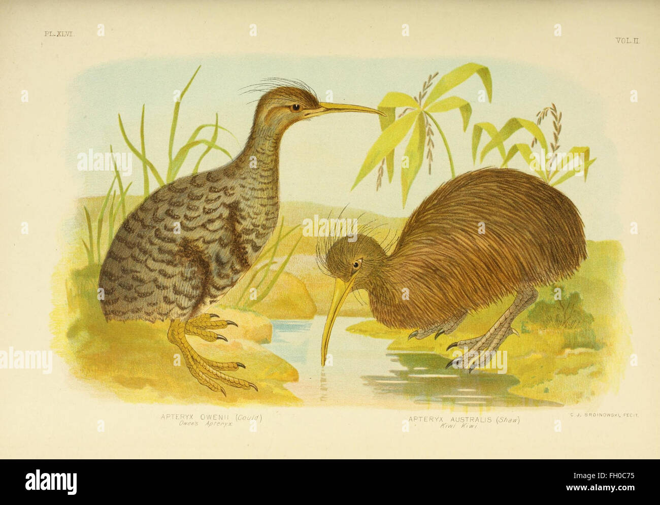 'The Birds of Australia' provides a comprehensive guide to the bird ...