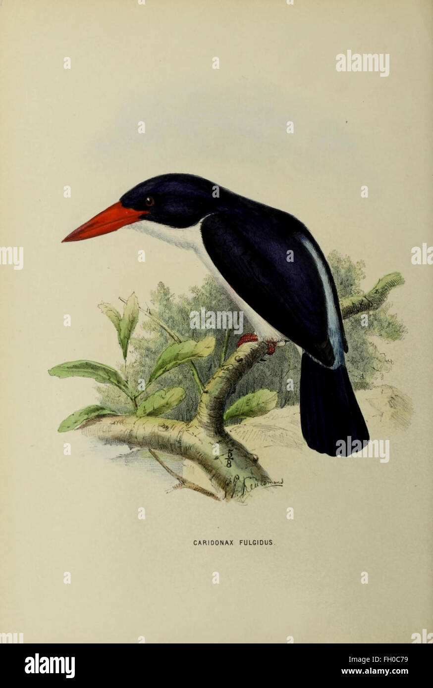 A scientific study of the Alcedinidae family, focusing on kingfishers ...