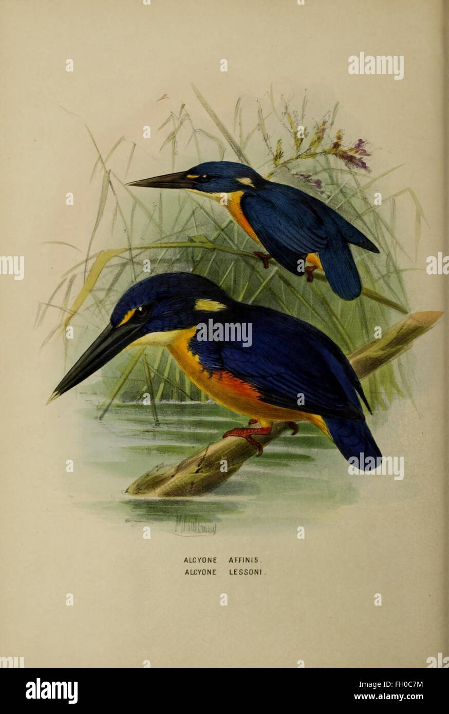 This monograph focuses on the Alcedinidae family, also known as ...