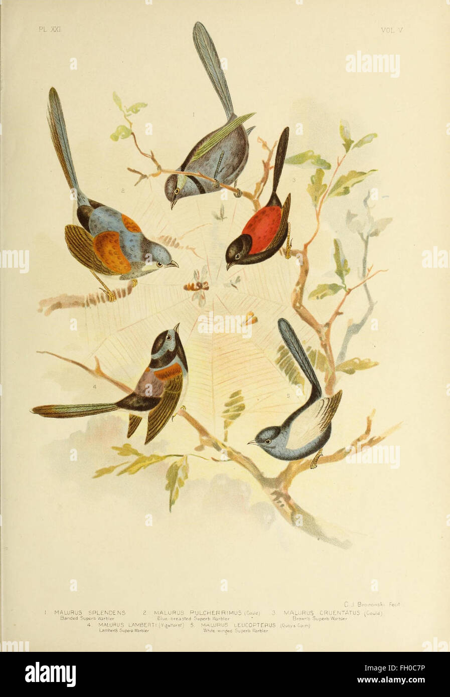 This work offers an in-depth examination of Australian birds, including ...