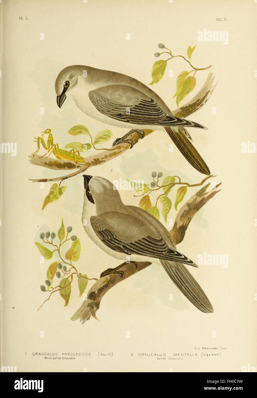 This work provides a comprehensive survey of Australian bird species ...